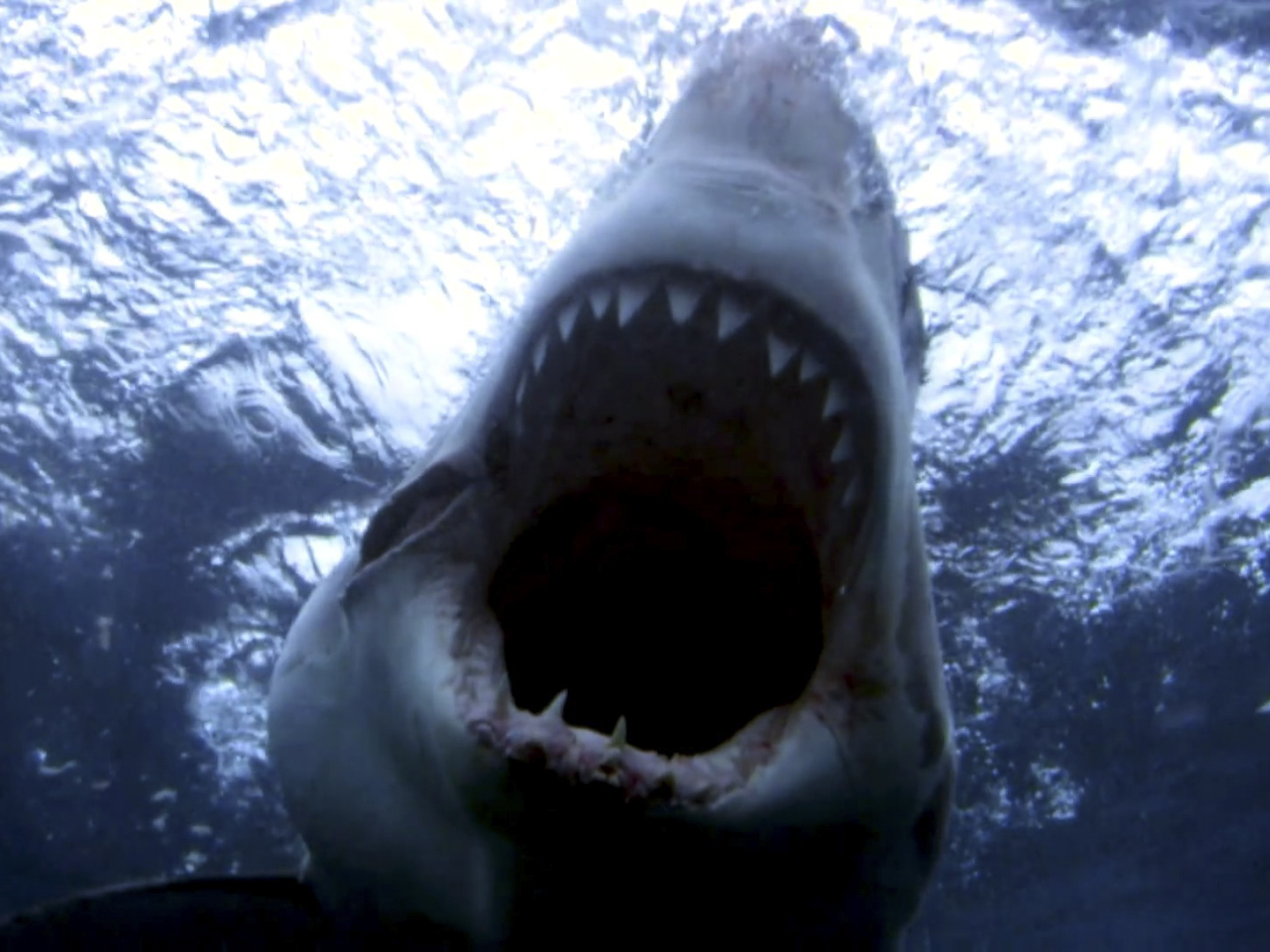 Prime Video: Shark Week - Season 2016