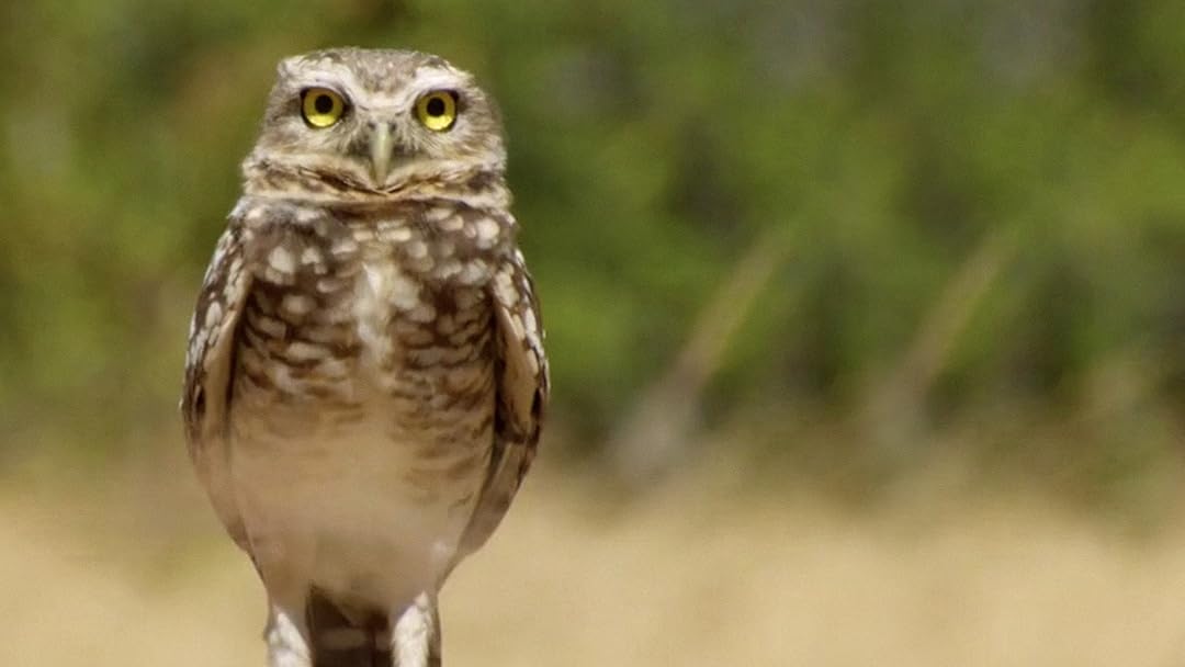 Prime Video: Animals Inside Out - Season 1