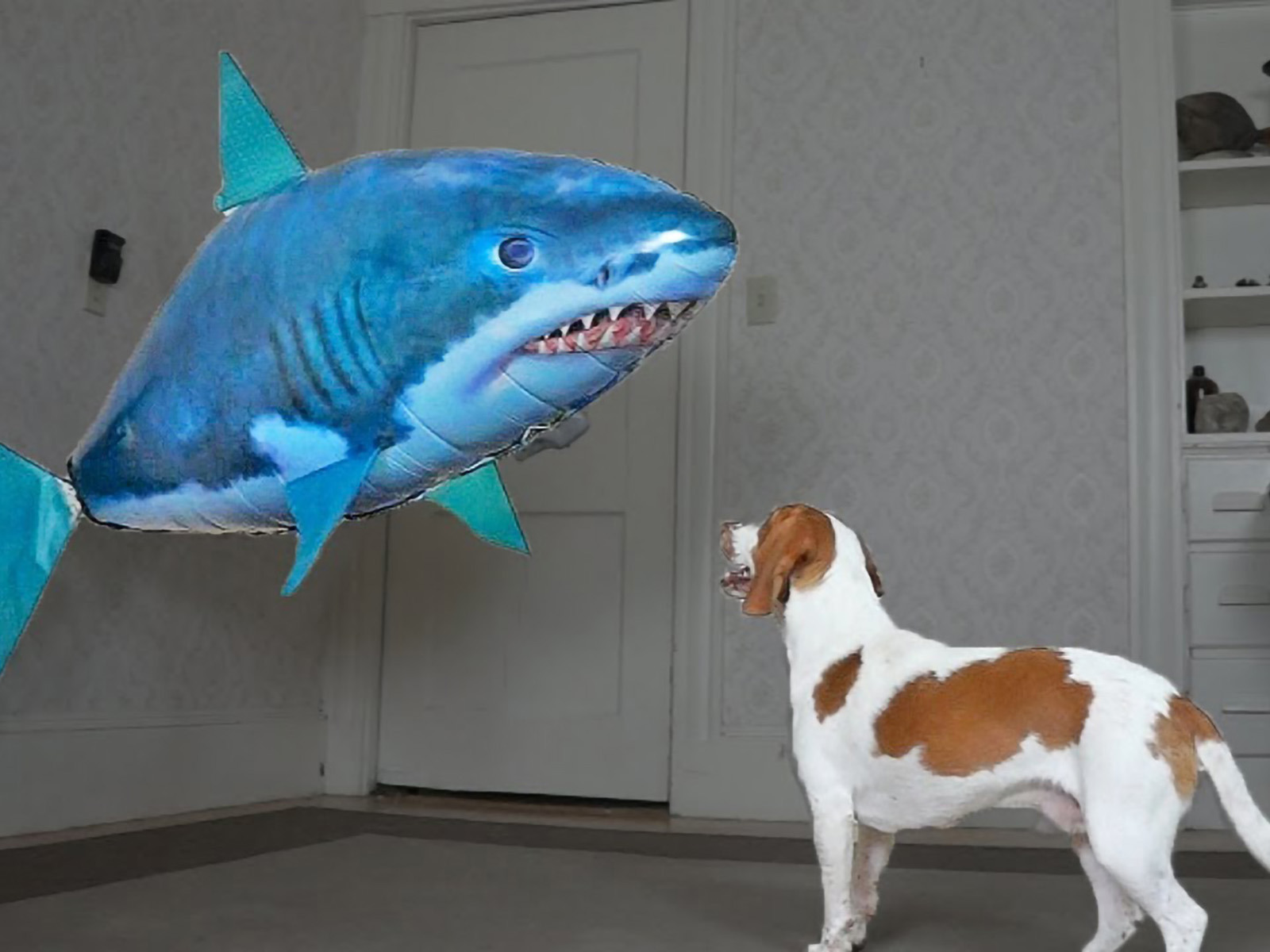 Prime Video: Maymo Gets Pranked