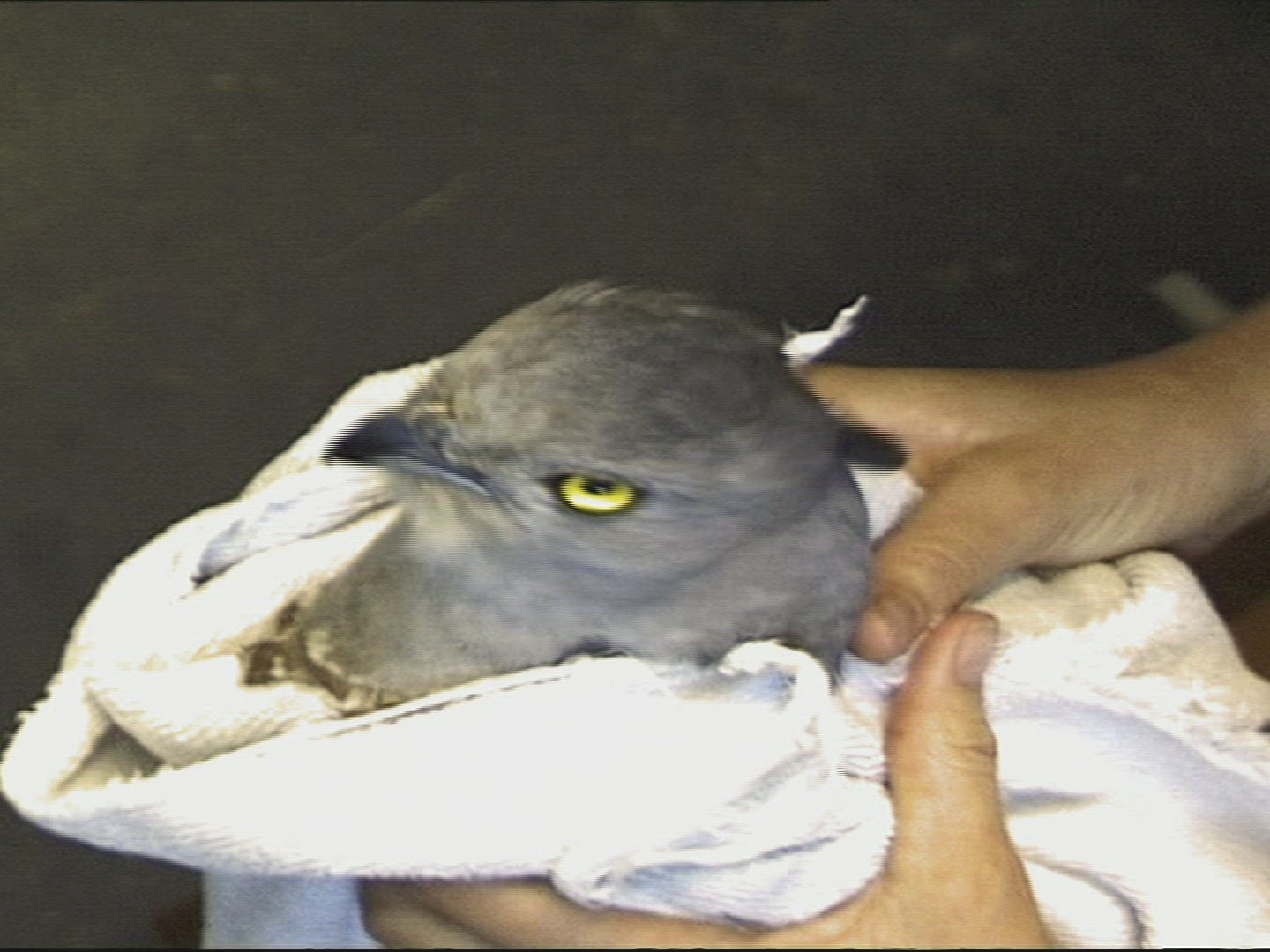 Prime Video: Crocodile Hunter Diaries - Season 1