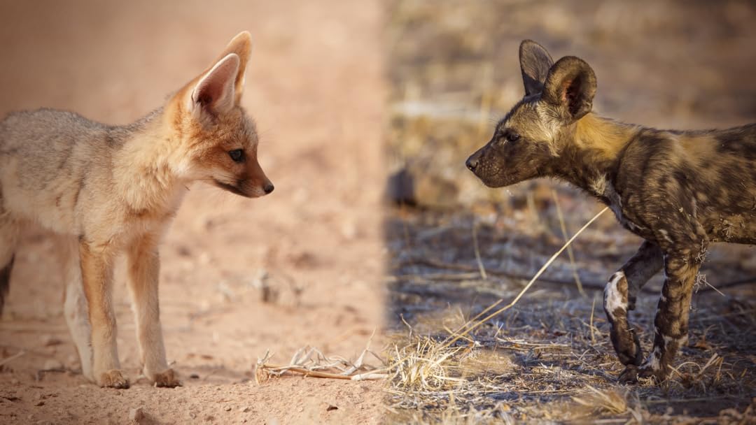 Watch The Baby Lycaon (African Wild Dog) & The Baby Jackal | Prime Video