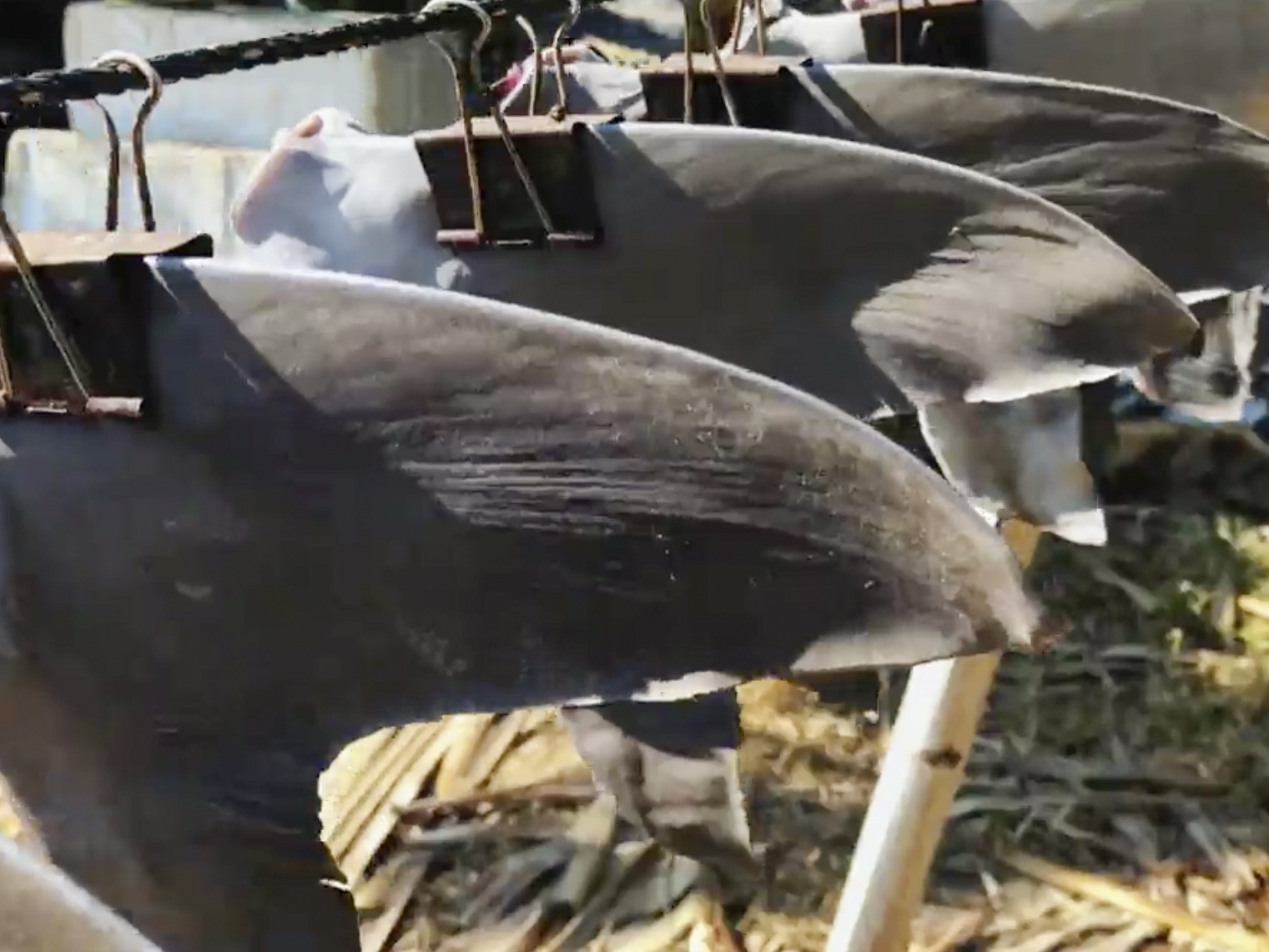 Prime Video: Fin - Season 1