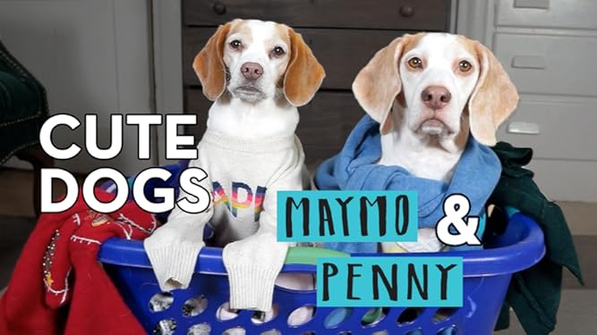 Maymo The Lemon Beagle