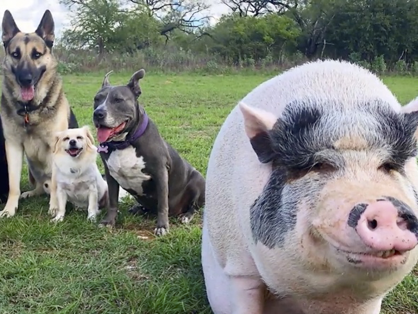 Prime Video: Kids: Best Animal Friends - Season 6