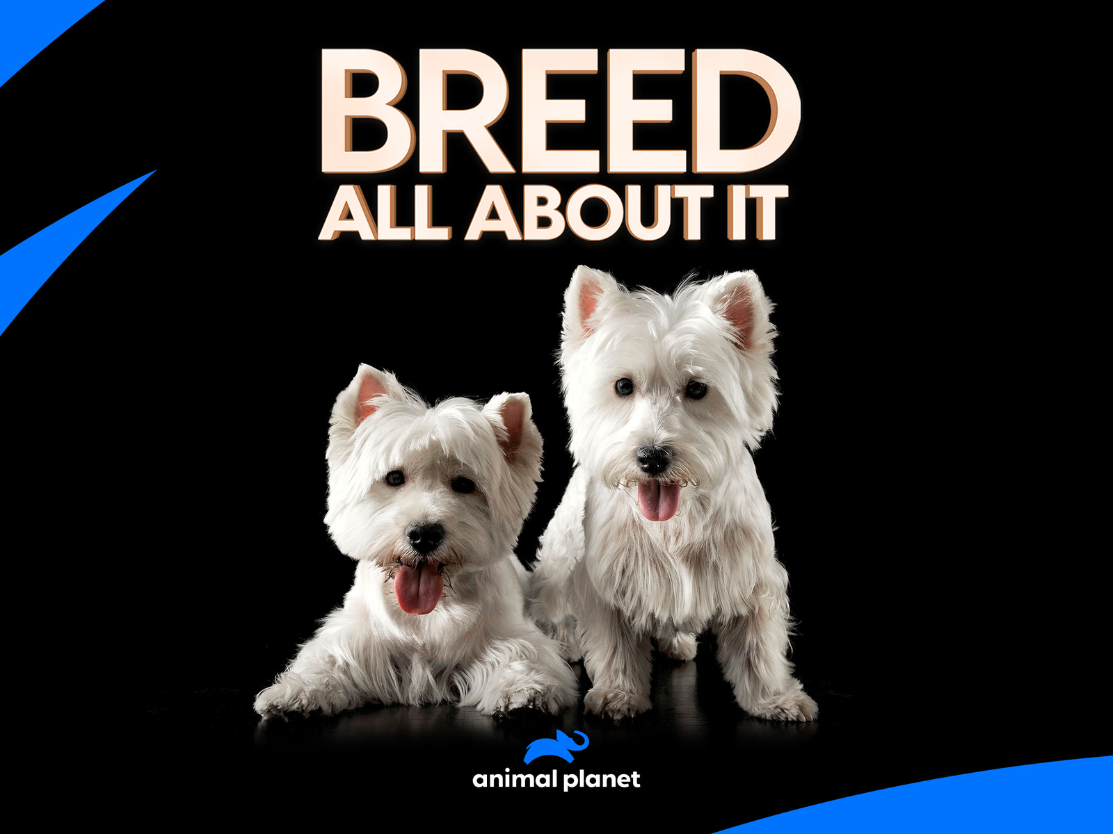 Prime Video Breed All About It Season 6 prime-video-breed-all-about-it-season-6