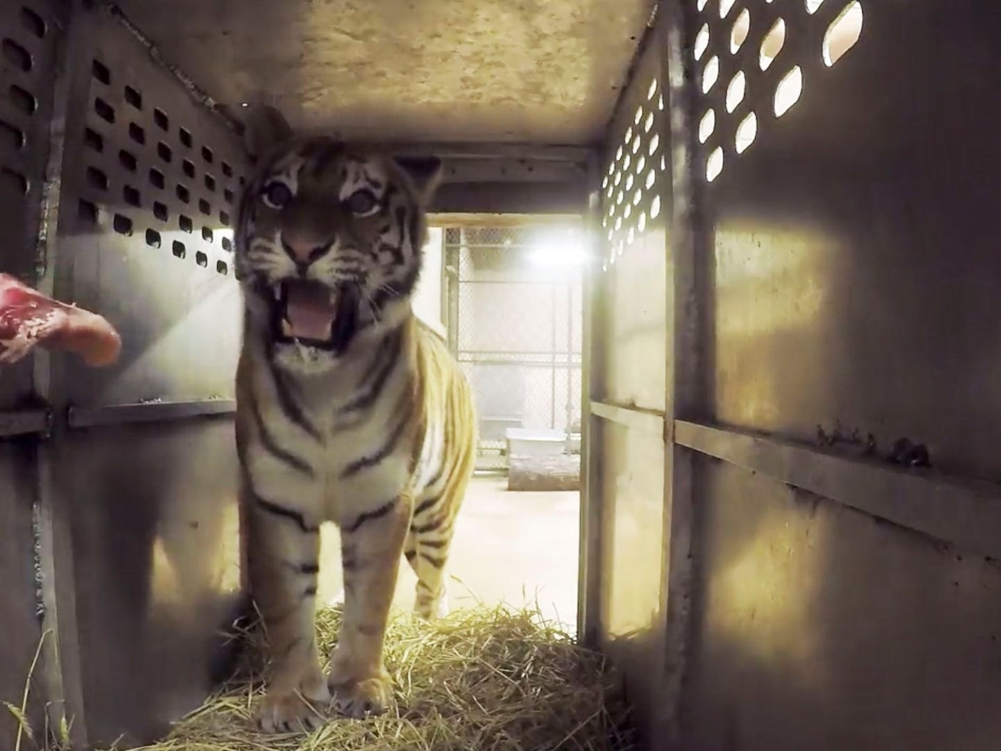 Prime Video: The Zoo - Season 3
