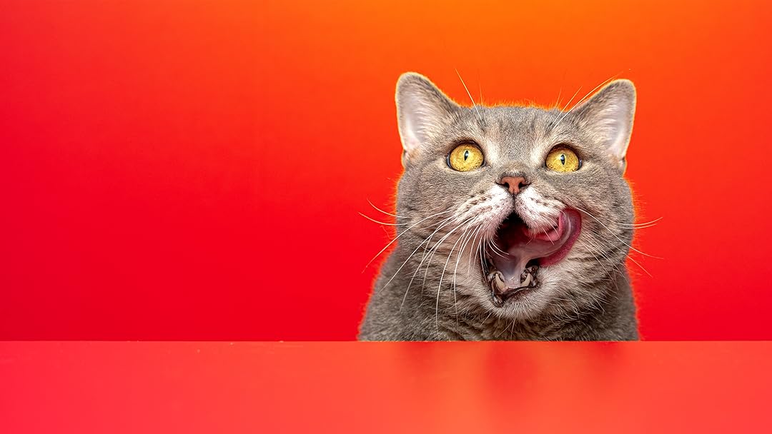 Prime Video: My Cat From Hell - Season 1