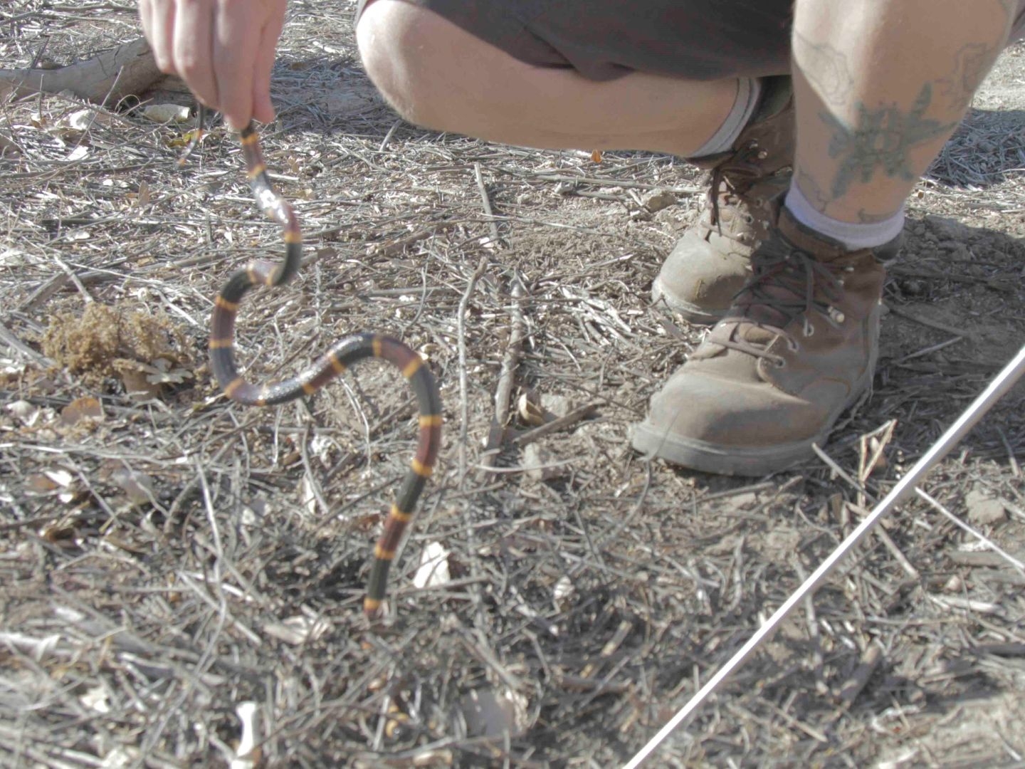 Prime Video: Venom Hunters - Season 1