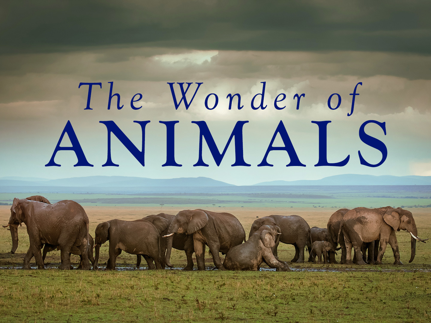 Prime Video: The Wonder of Animals - Season 1
