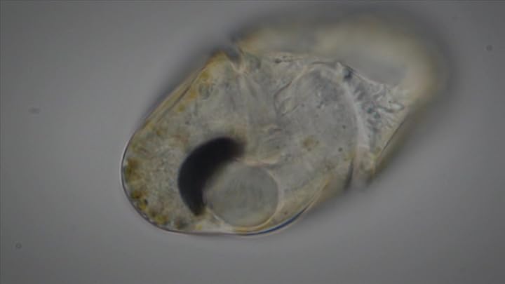 Prime Video: Leaps In Evolution - Season 1