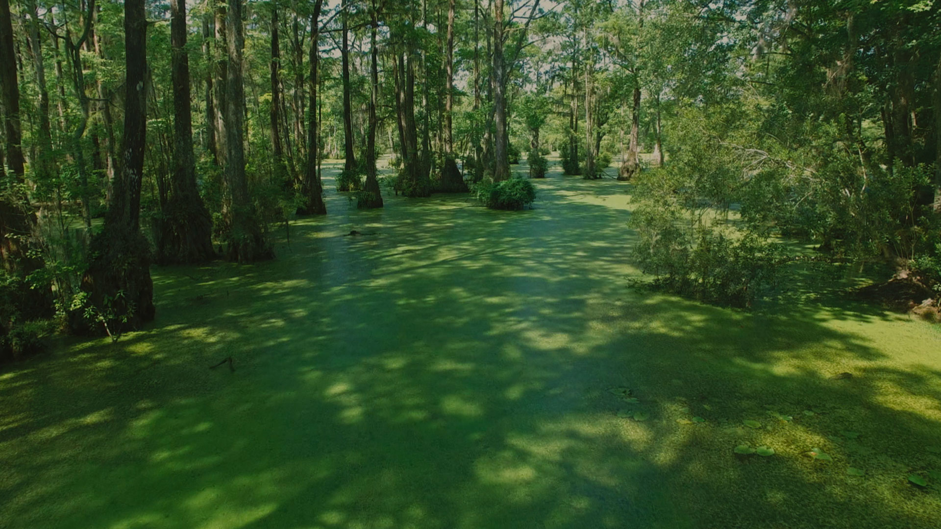 Prime Video: Escape to the Great Dismal Swamp