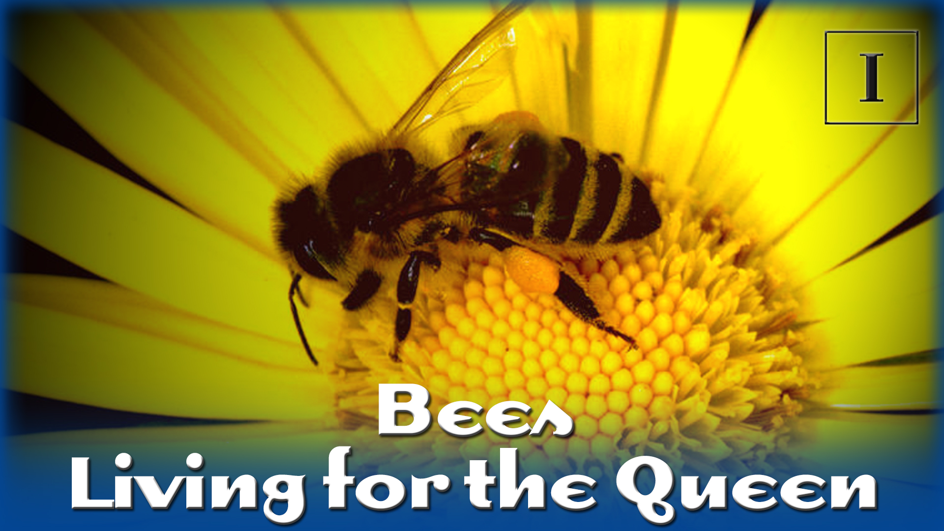 Watch Queen Of The Sun: What Are The Bees Telling Us? | Prime Video