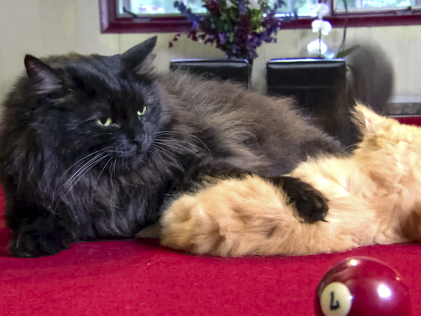 Prime Video: Too Cute! - Season 5