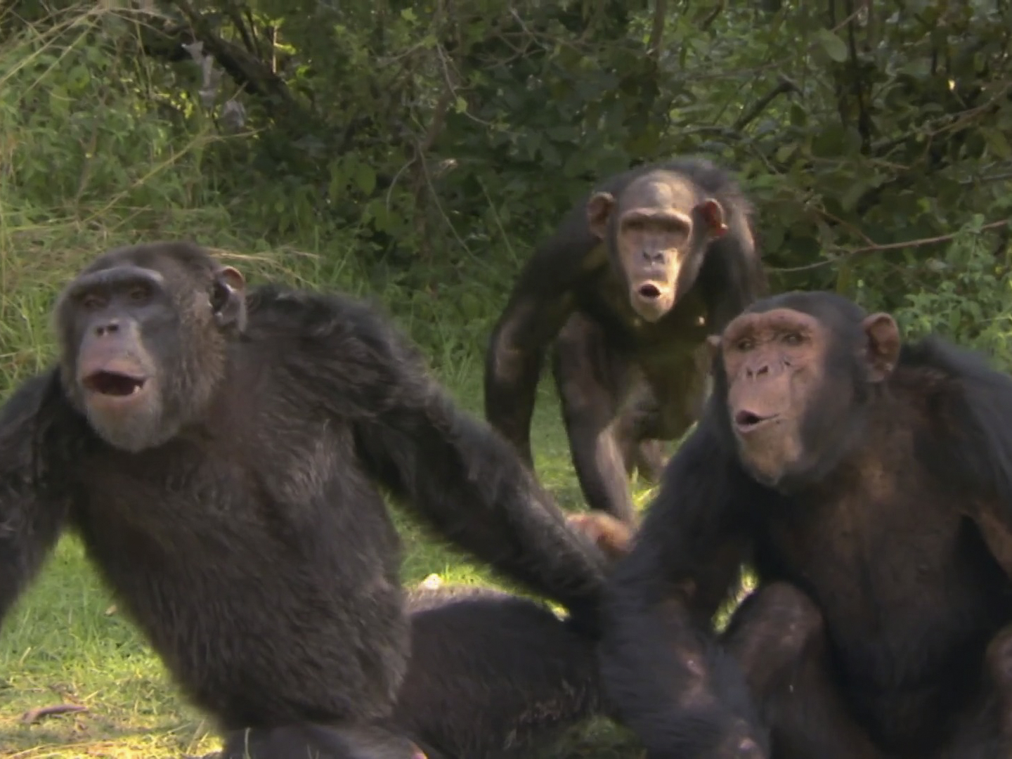Prime Video: Escape to Chimp Eden - Season 1