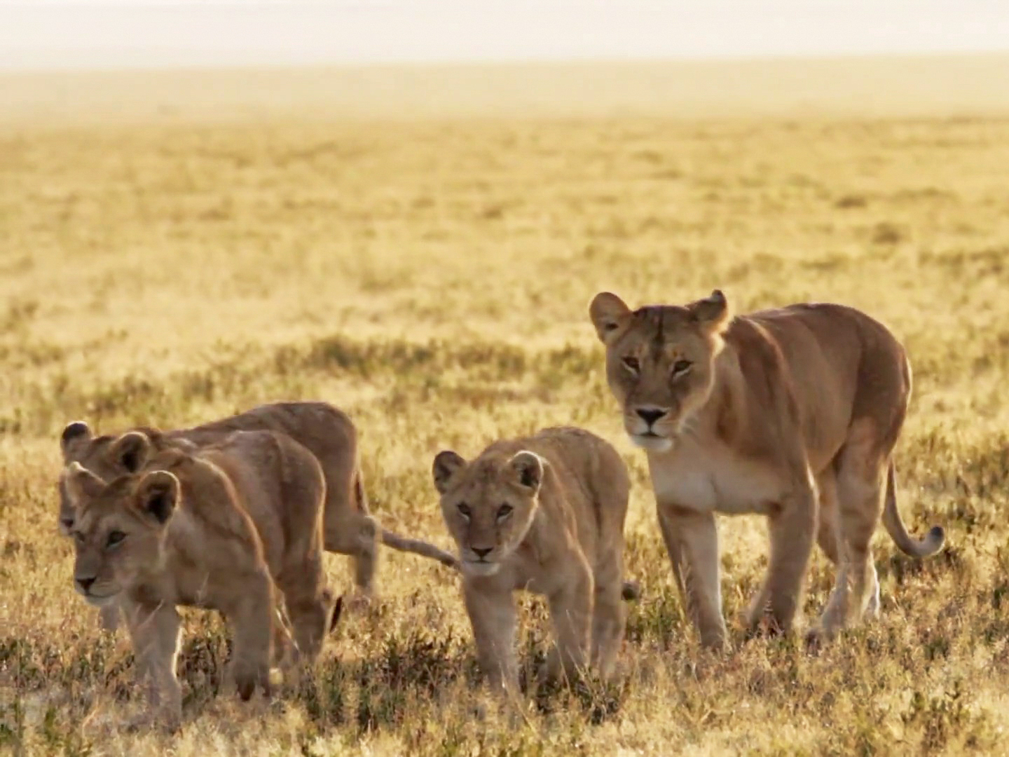 Prime Video: Hello World! - Season 1