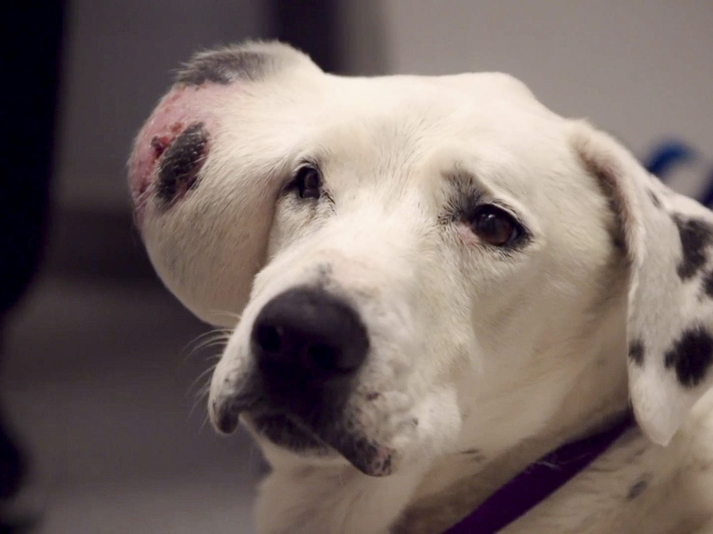 Prime Video: The Vet Life - Season 5