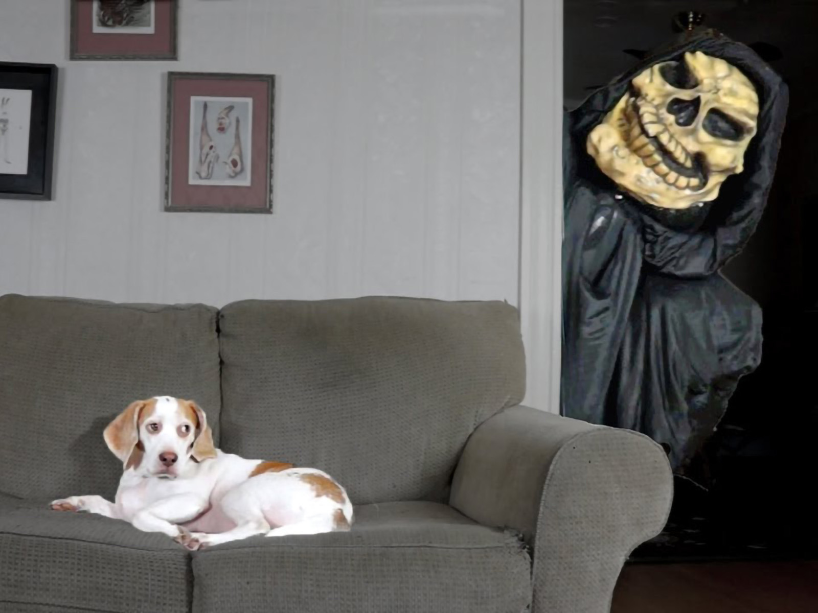 Prime Video: Halloween Maymo: Dogs in Costumes