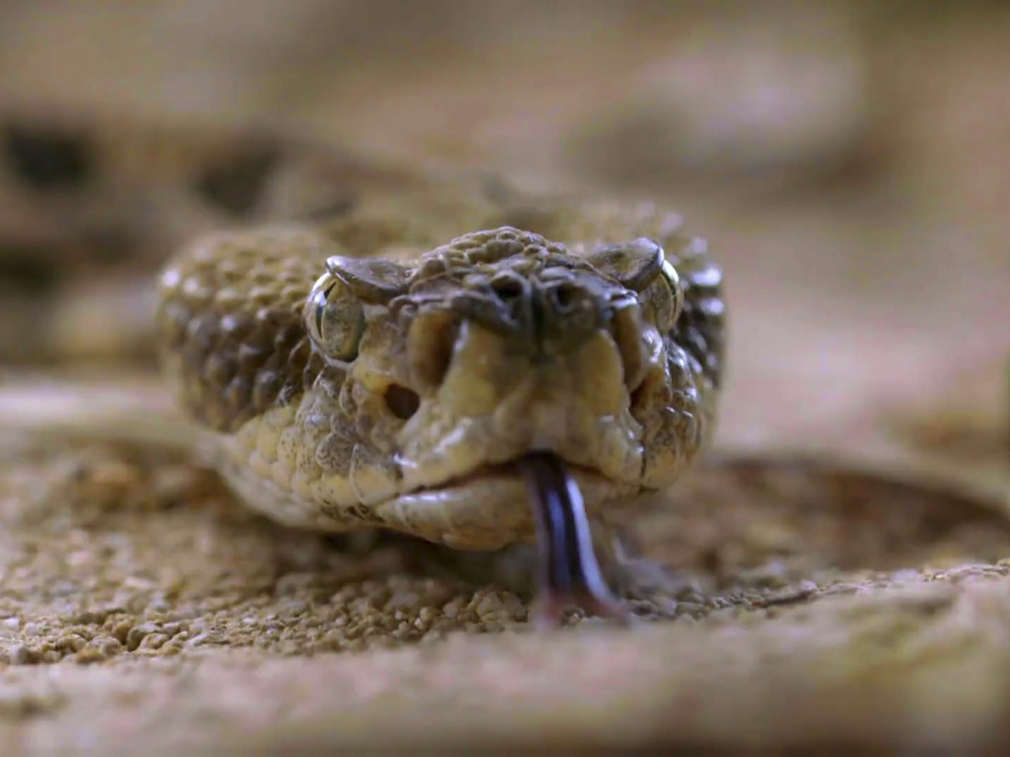 Prime Video: Venom Hunters - Season 1