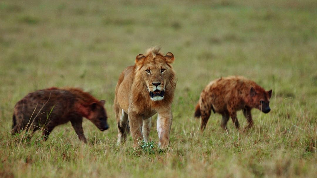 Prime Video: Becoming Prey - Season 1