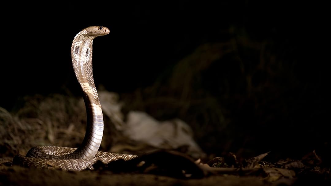 Prime Video: Natural World: India's Deadliest Snakes - Season 1