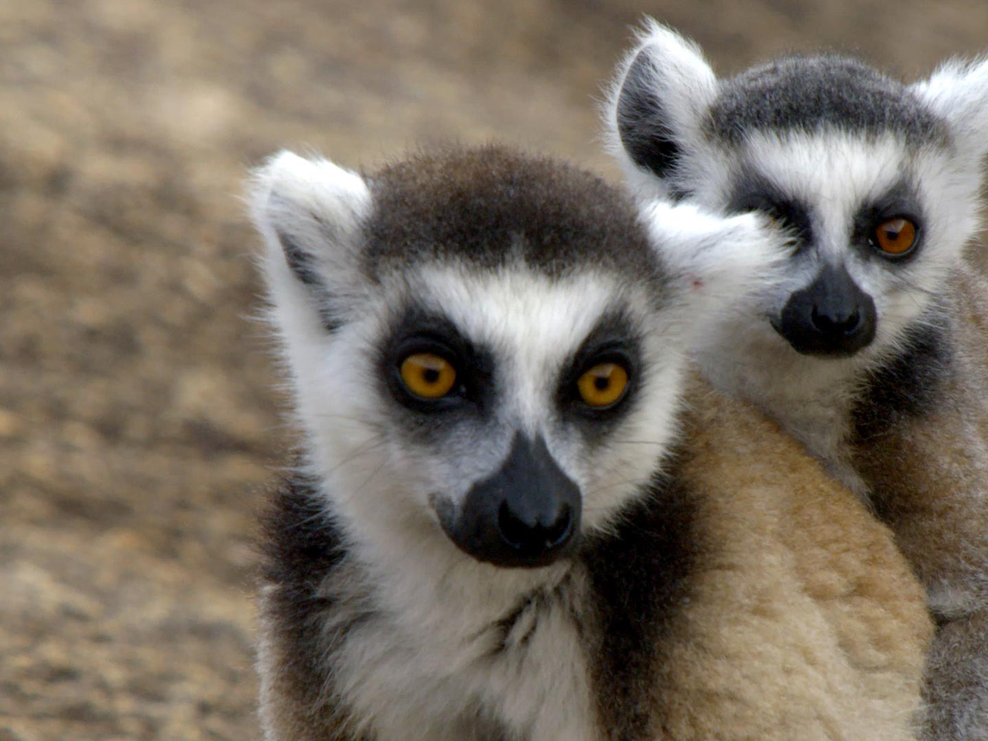 Prime Video: Land of Primates