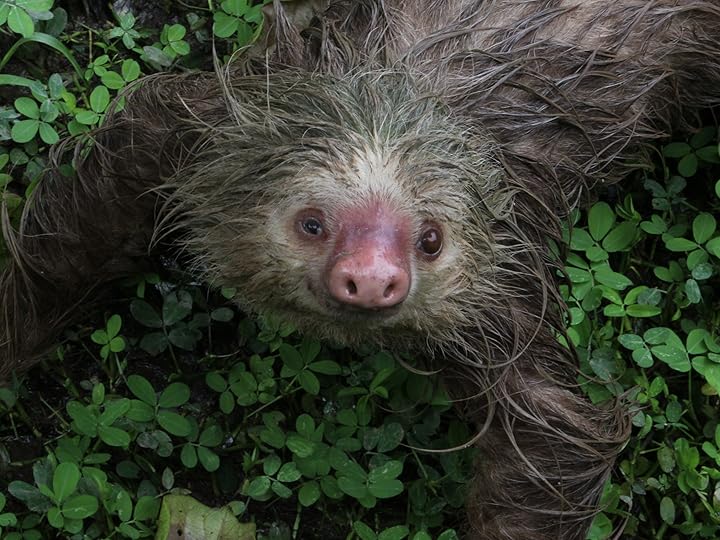 Prime Video: Meet The Sloths - Season 1