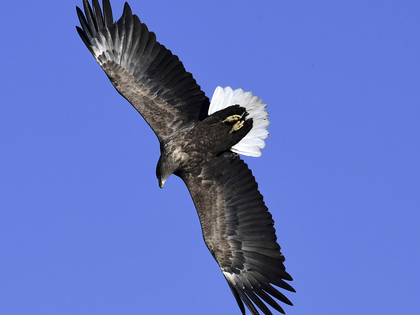 Prime Video: Animal Battlegrounds - Season 1