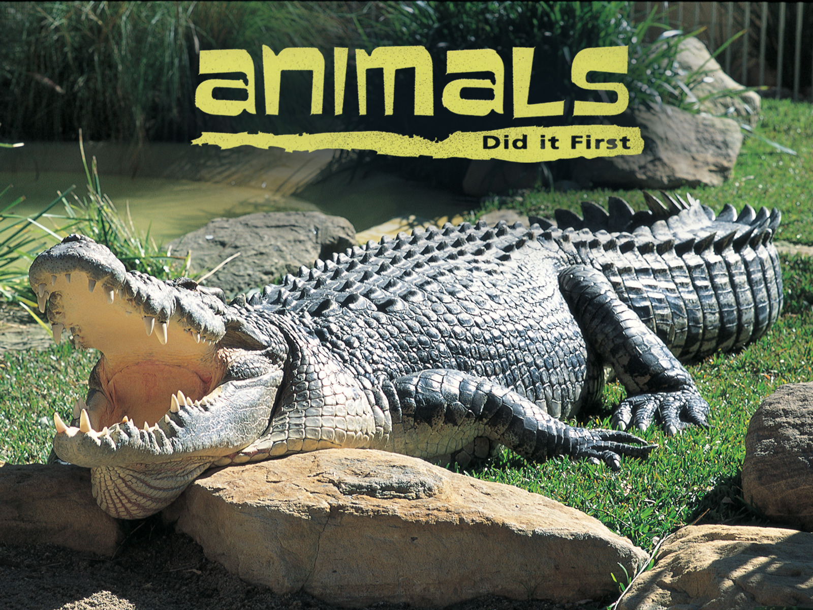 Prime Video: Animals Did It First