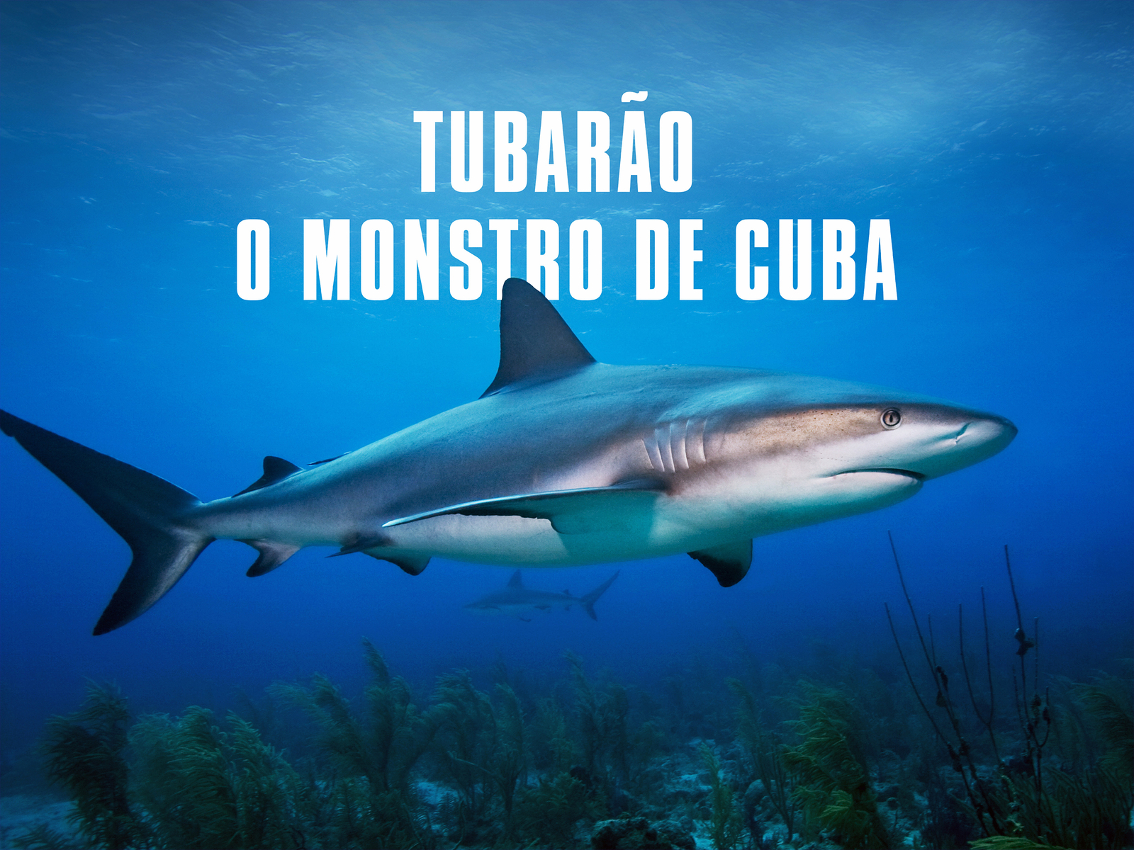 Prime Video: Shark Week - Season 1