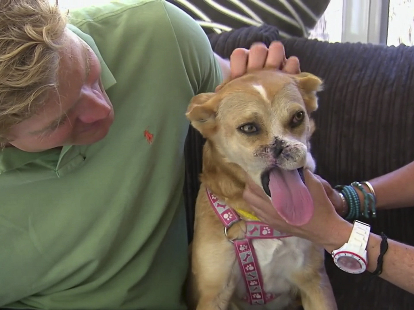 What Happened To Poppy The Dog Fiji