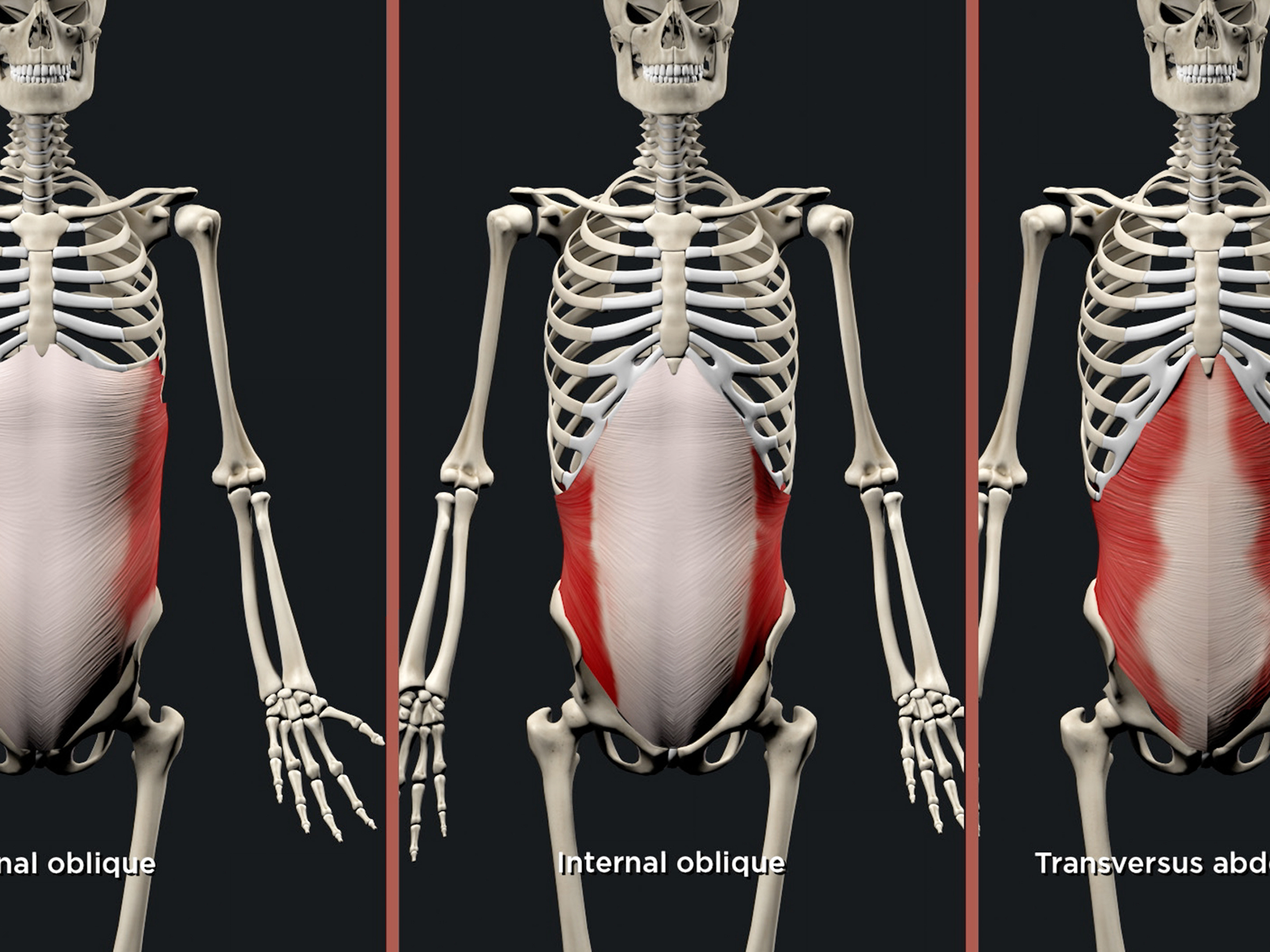 Prime Video: How We Move: The Gross Anatomy of Motion