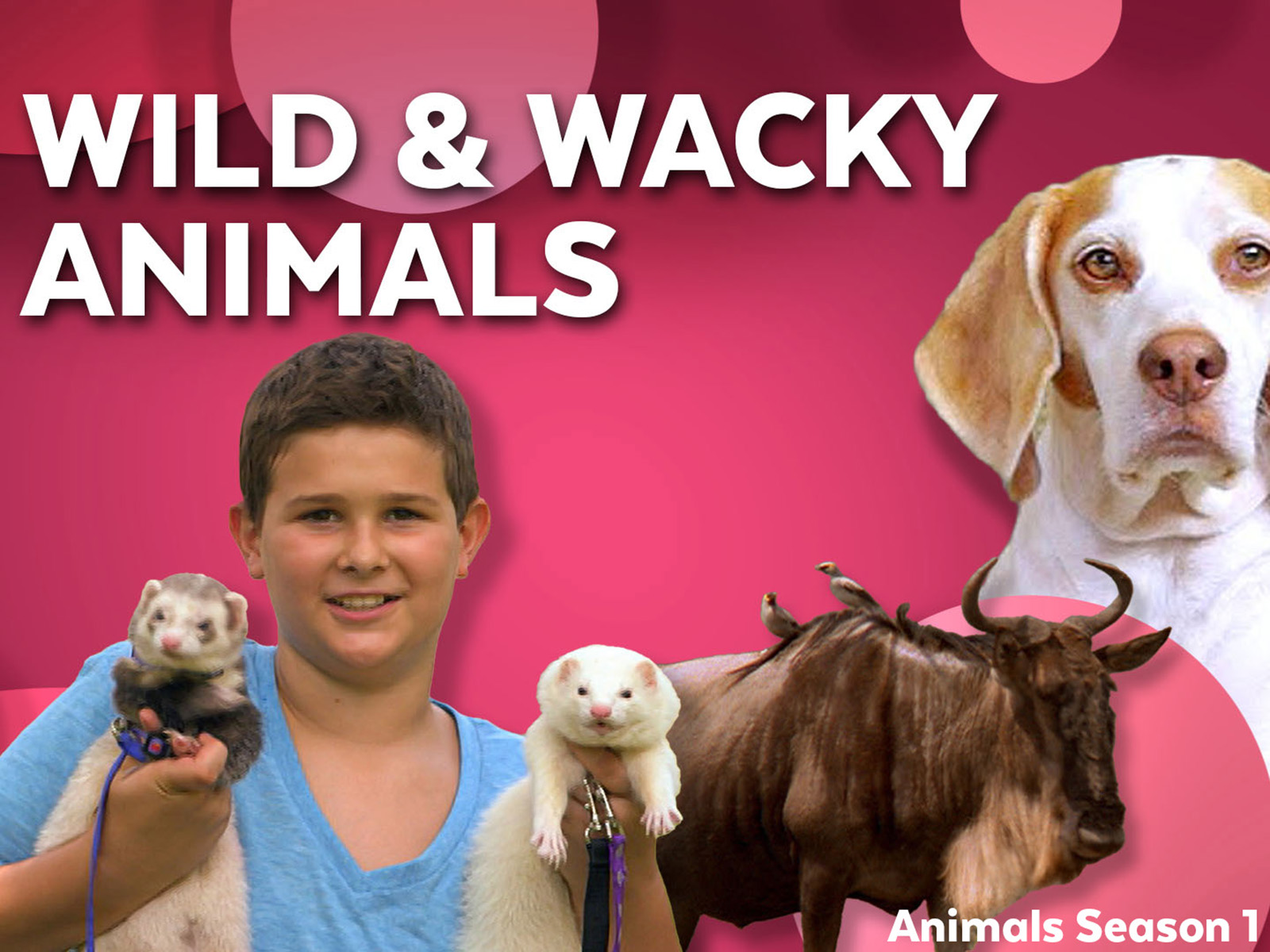 Prime Video: Wild & Wacky Animals - Season 1
