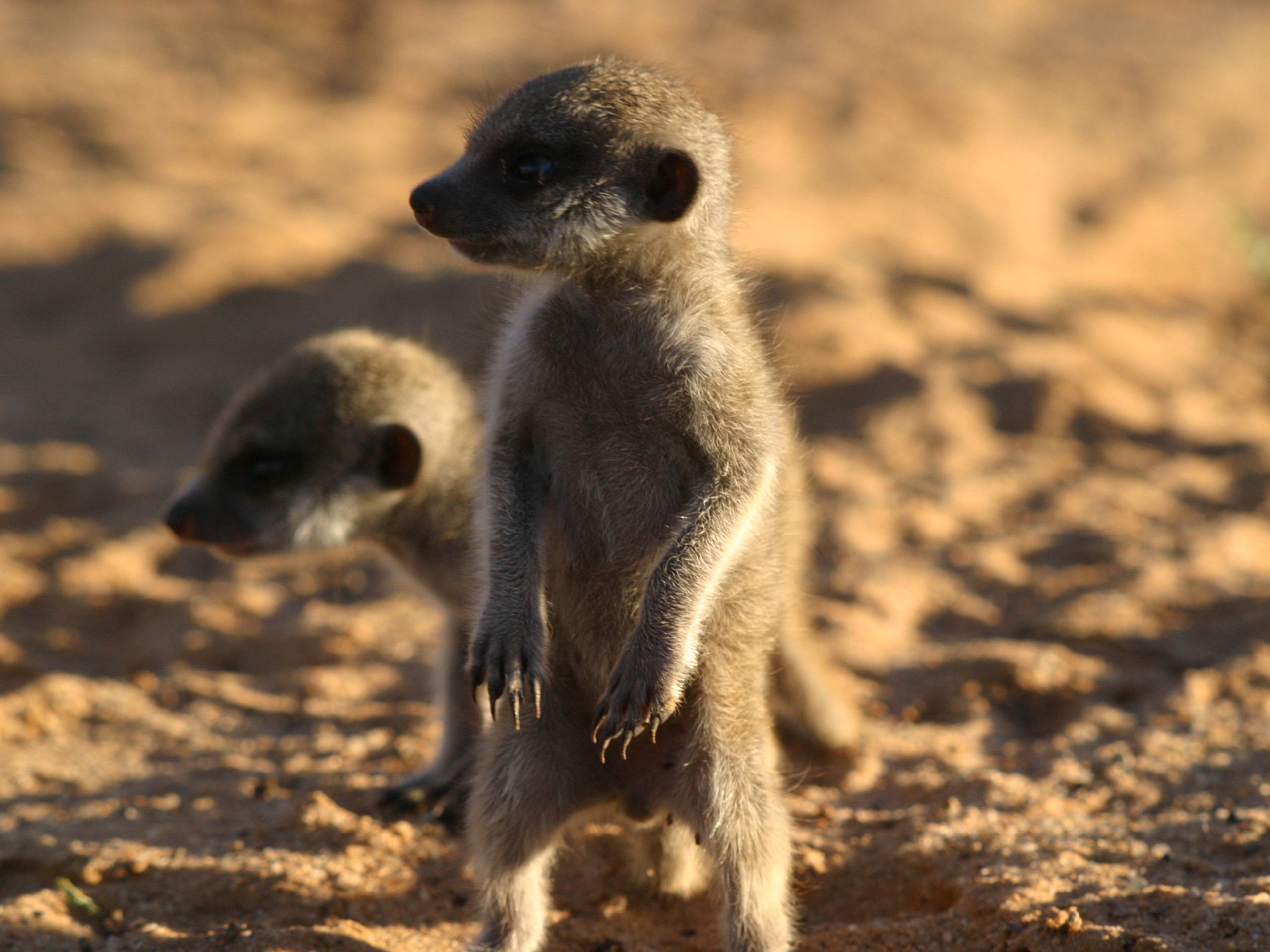 Meerkat Manor Mozart