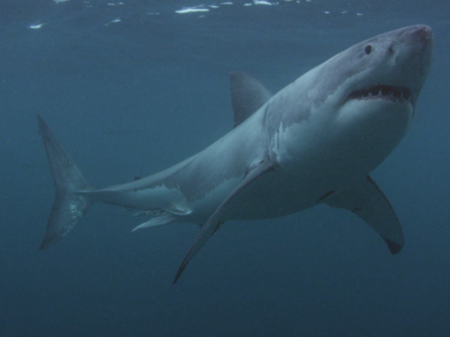 Prime Video: Shark Week - Season 2013