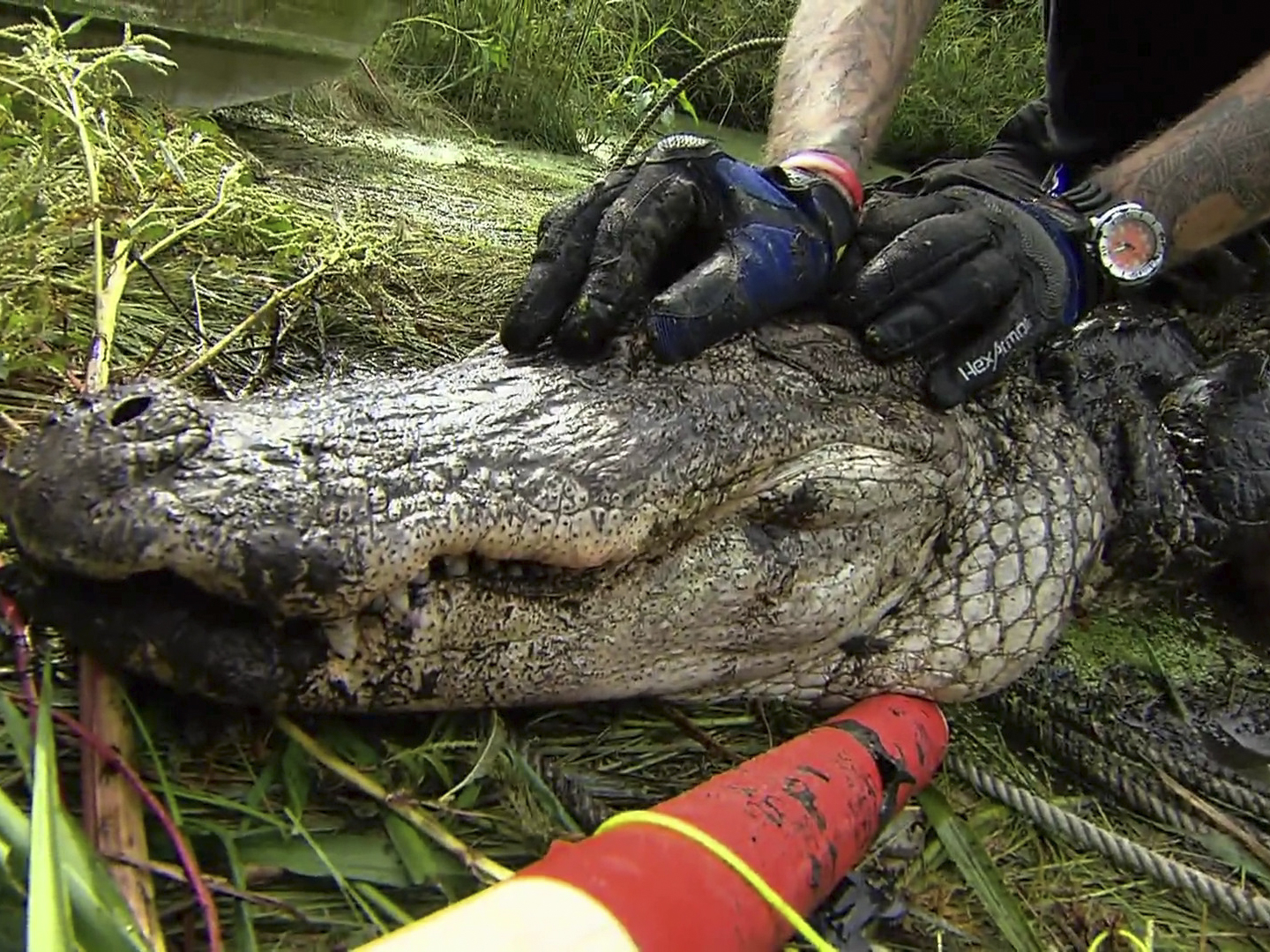 Prime Video: Swamp Brothers - Season 1