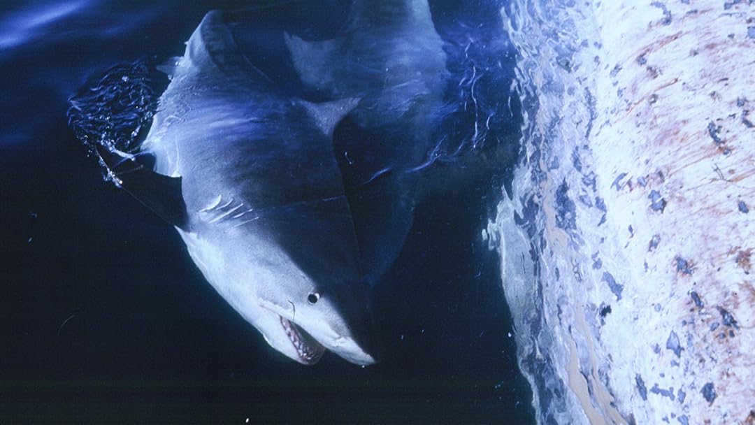 Watch Sharks - Scavengers of the Sea | Prime Video