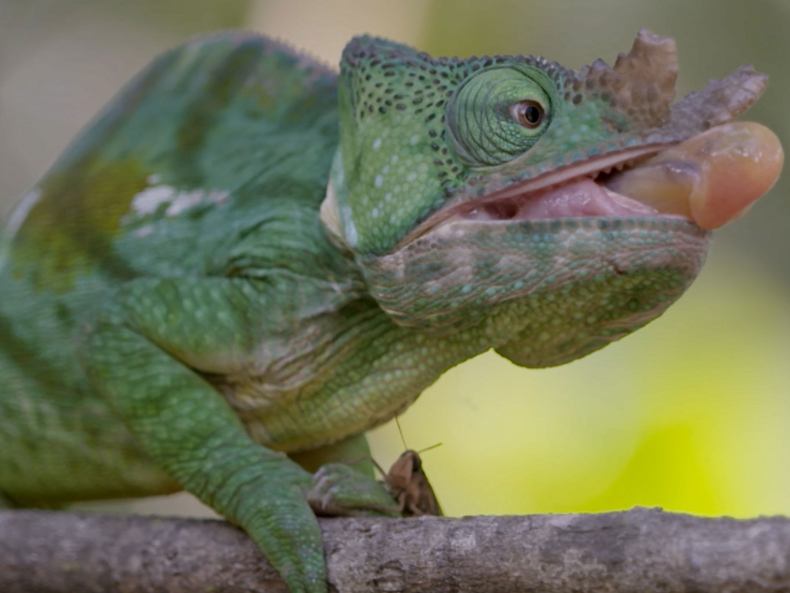 Prime Video: The Wonder List with Bill Weir - Season 3