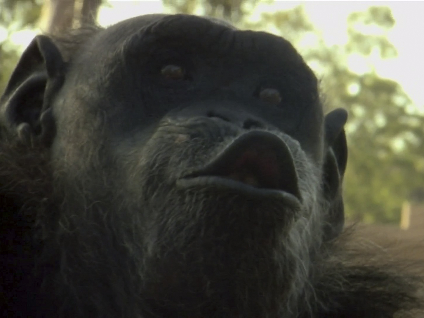Prime Video: Escape to Chimp Eden - Season 1