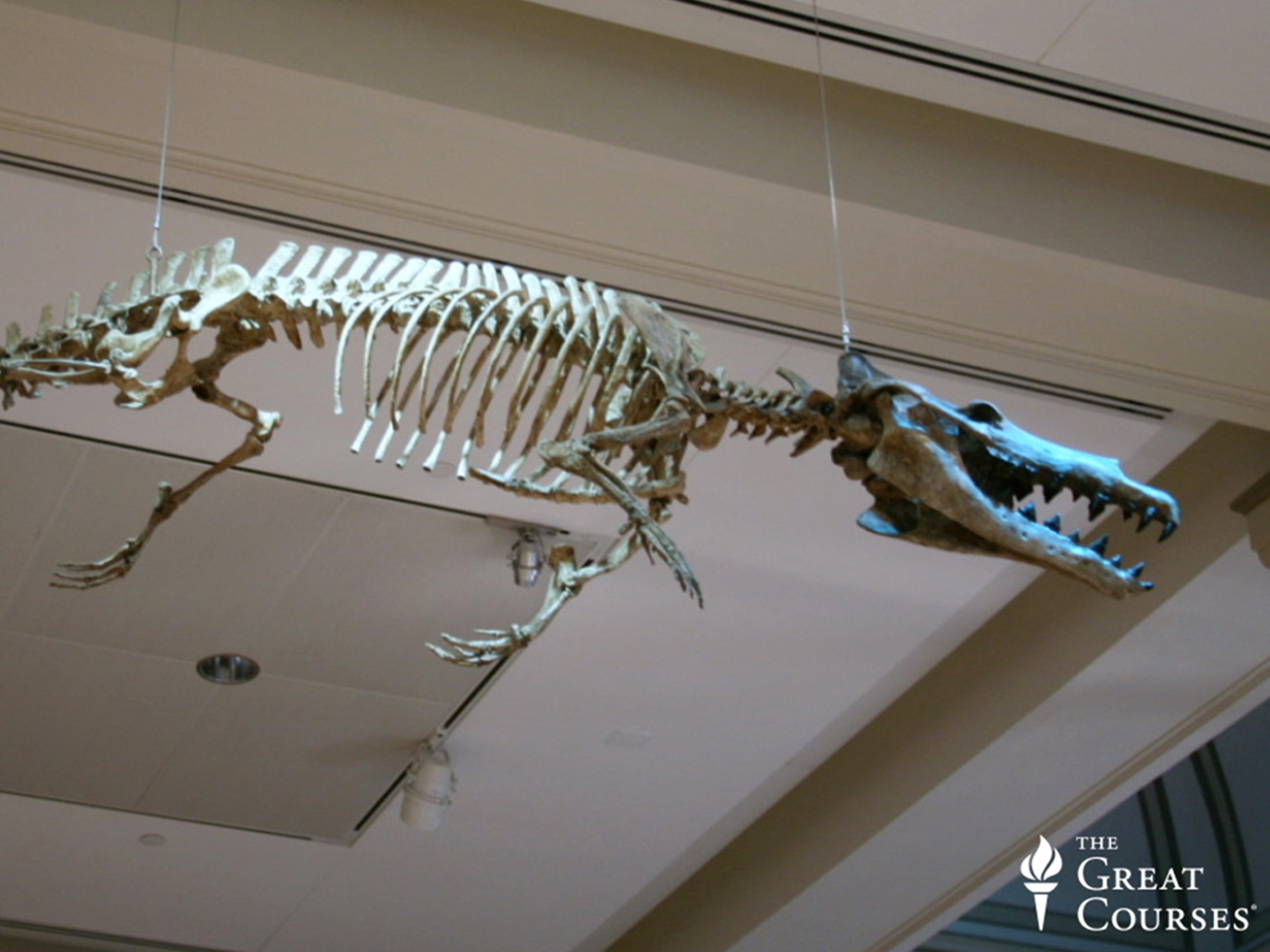 Prime Video: Introduction to Paleontology