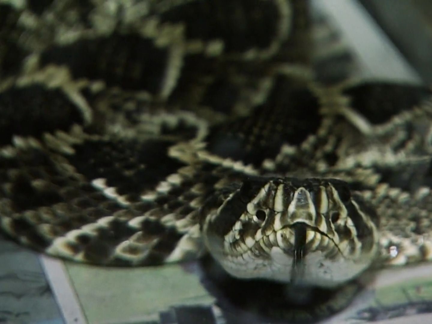 Prime Video: Swamp Brothers - Season 1