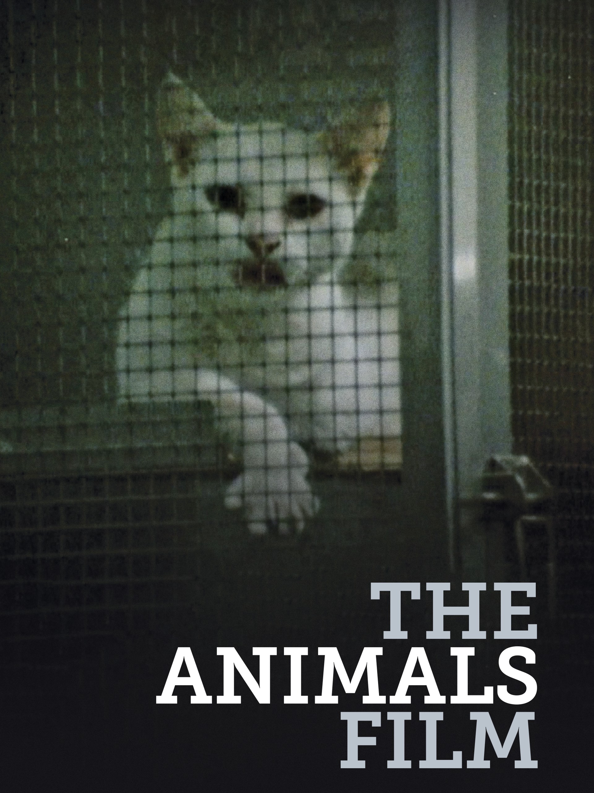 Prime Video: The Animals Film