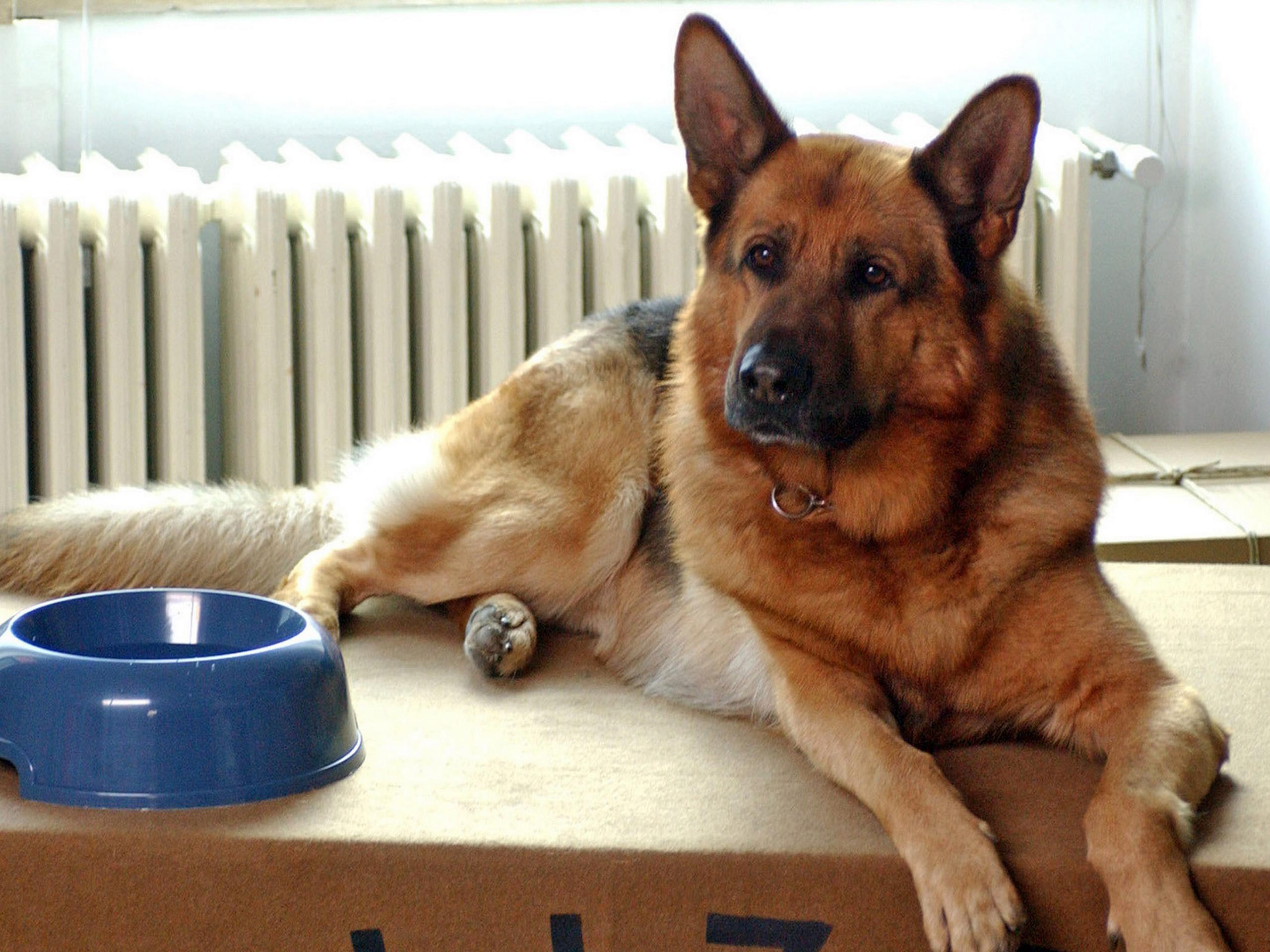 Prime Video: Rex - Saison 7