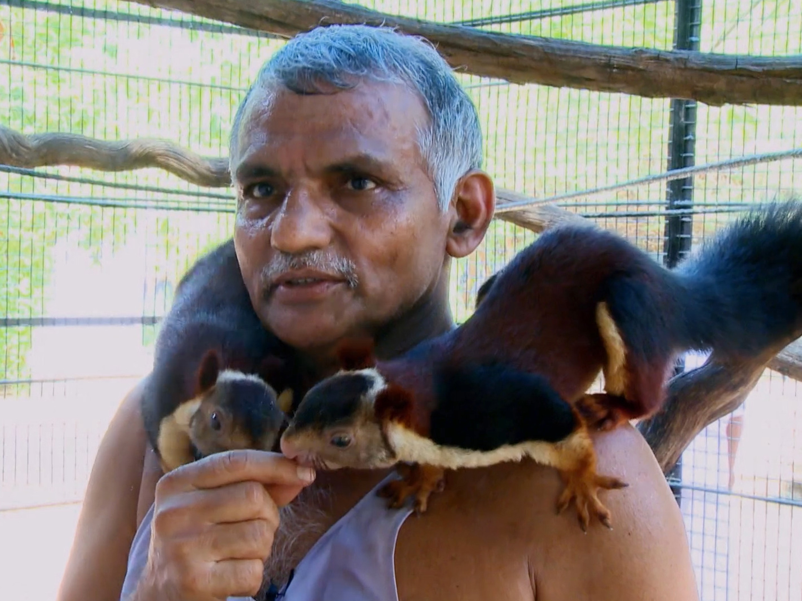 Prime Video: Wild Wild India Hindi