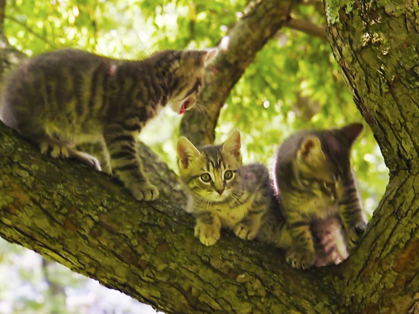 Prime Video: Too Cute! - Season 2