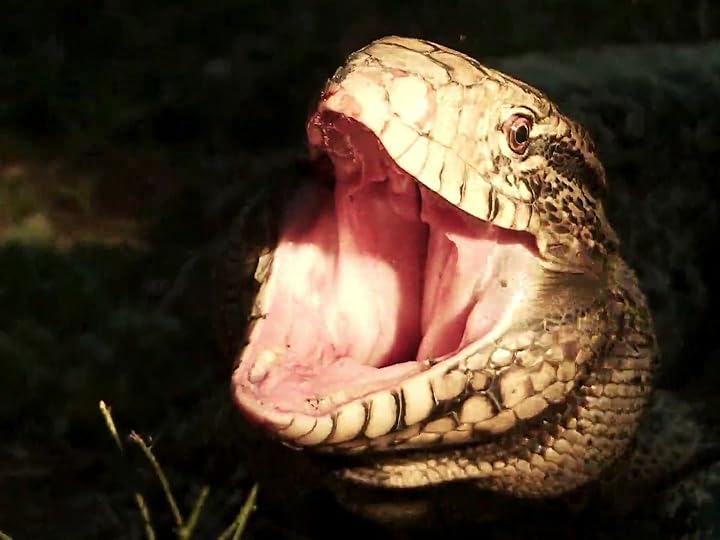 Prime Video: Swamp Wars - Season 2