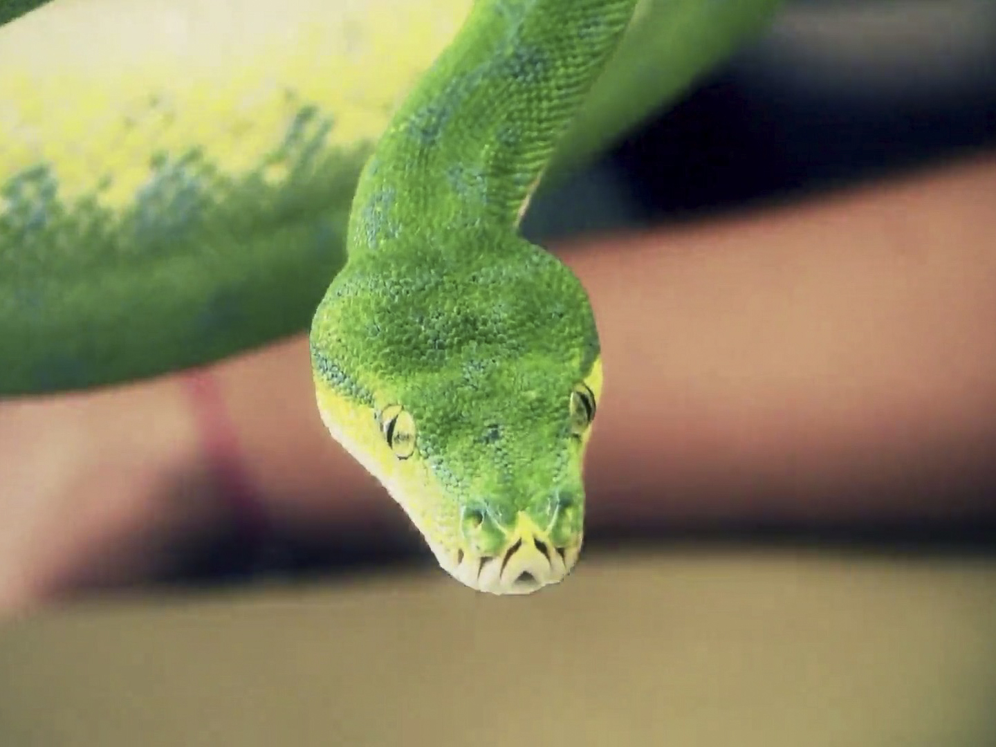 Prime Video: Swamp Wars - Season 3