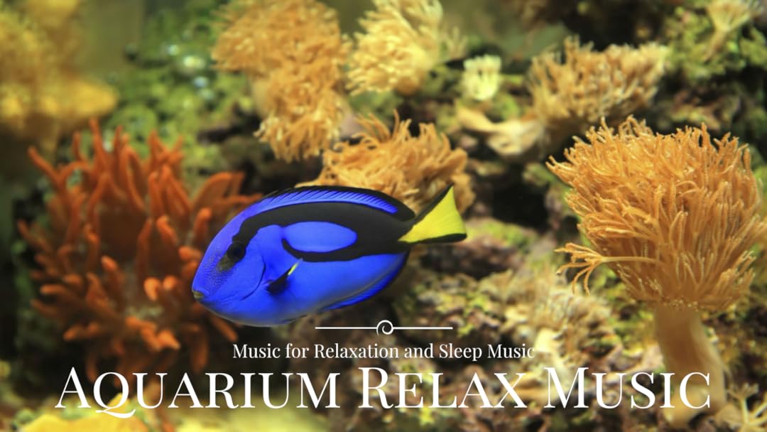 Watch Aquarium Relax Music Music for Relaxation and Sleep Music | Prime ...