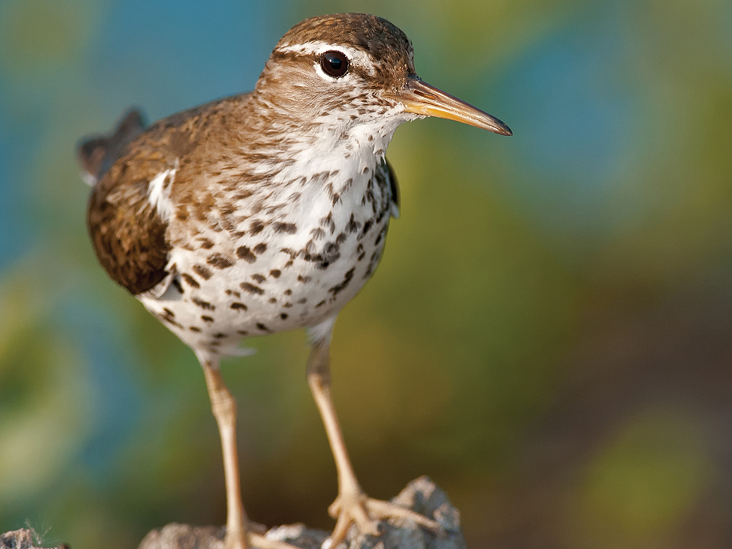 Prime Video: The National Geographic Guide to Birding in North America