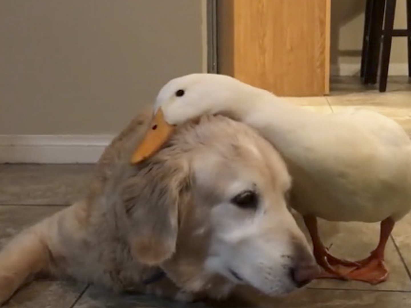 Prime Video: Kids: Best Animal Friends - Season 5