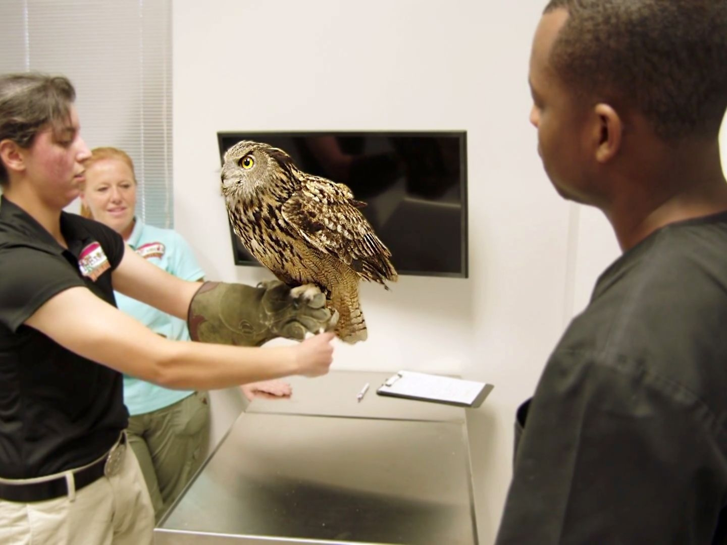 Prime Video: The Vet Life - Season 1